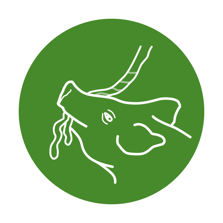 Certified Swine Sample Collector Training – Secure Pork Supply Plan